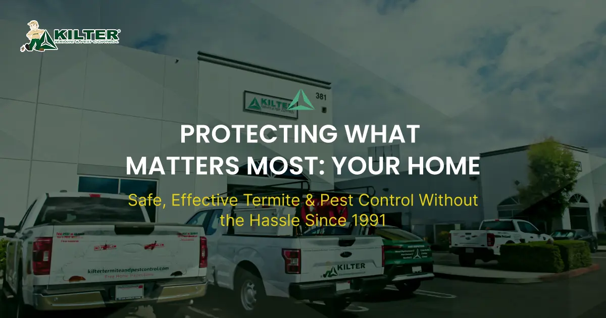 5 Sure Fire Signs You Have Rats