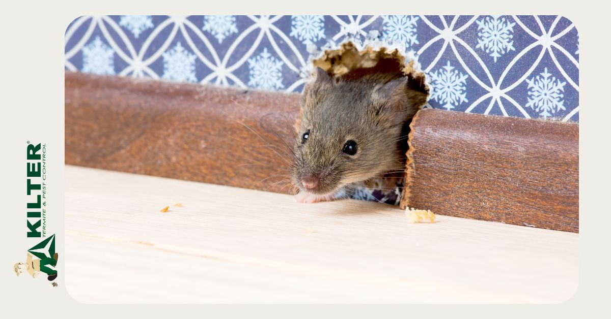 Understanding Common Household Pests: A Guide to Identifying and ...