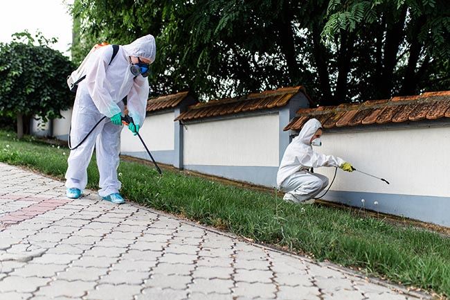 Orange Cockroach Control | Killer Termite and Pest Control